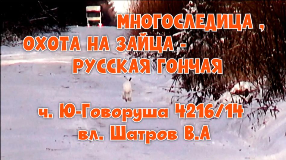 МНОГОСЛЕДИЦА, ОХОТА НА ЗАЙЦА - РУССКАЯ ГОНЧАЯ ч. Ю-Говоруша 4216/14  вл. Шатров В.А.#топ #hunting