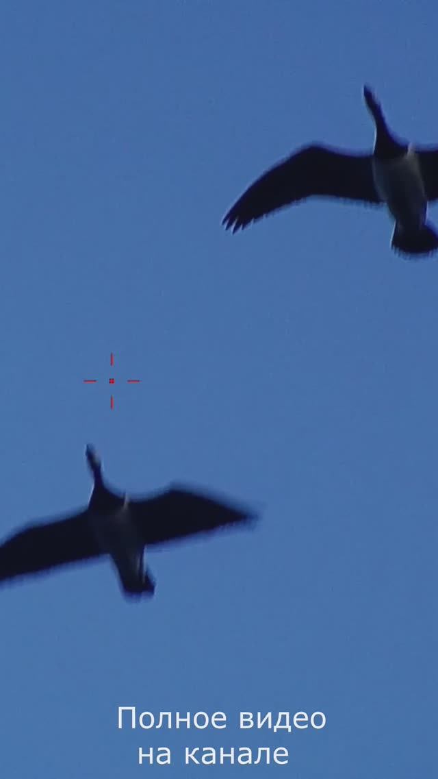 ДУПЛЕТ ПО ГУСЯМ С НАЛЕТА! #Охотанагуся осенью 2023 - лучшая #гусинаяохота !  #shotkam #goosehunting