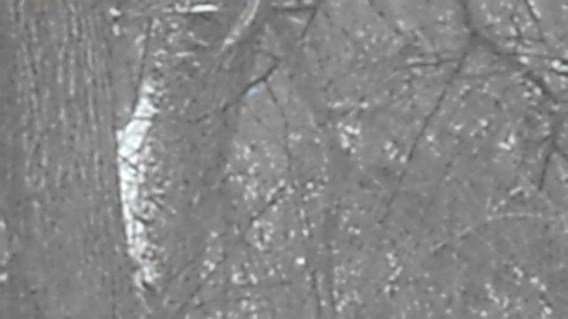 Dryocopus martius. Черный дятел (желна) за работой в снегопад. DSCN7512