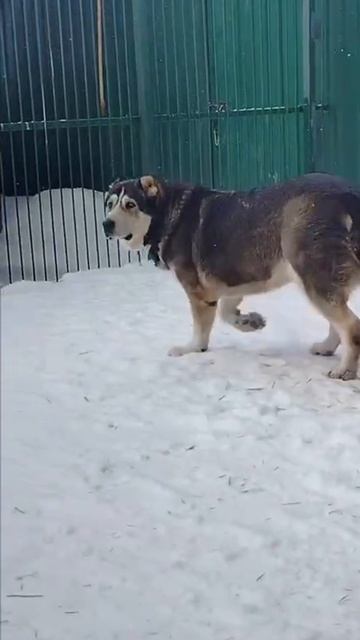Верный защитник САО Янтарь 🍀ищет 🏠❗Пост в описании 🎥 #собака #dog #алабай #alabai #любовь