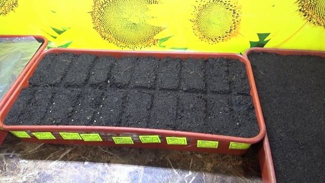 ПОСЕВЫ 2026-28. Перлит, вермикулит и удобрения в грунт для посева не добавляю. Почему?