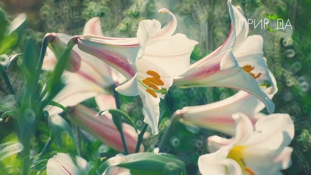 Природа. Королевская лилия