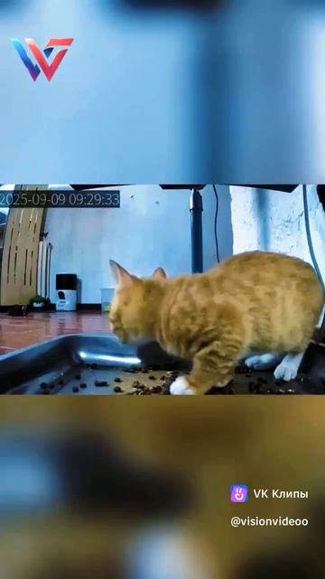 смешные,ужас котов