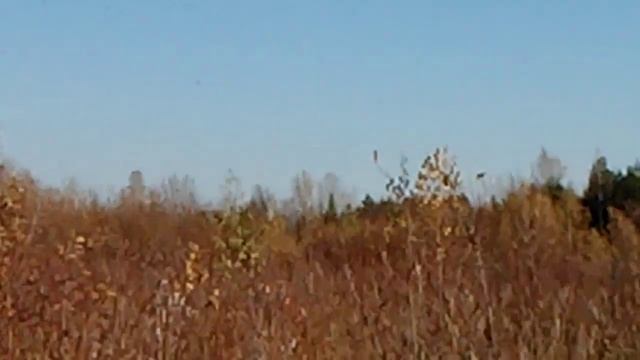 Птички 13.10.2024.