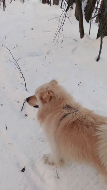 Ричик в лесу ❄️❄️❄️