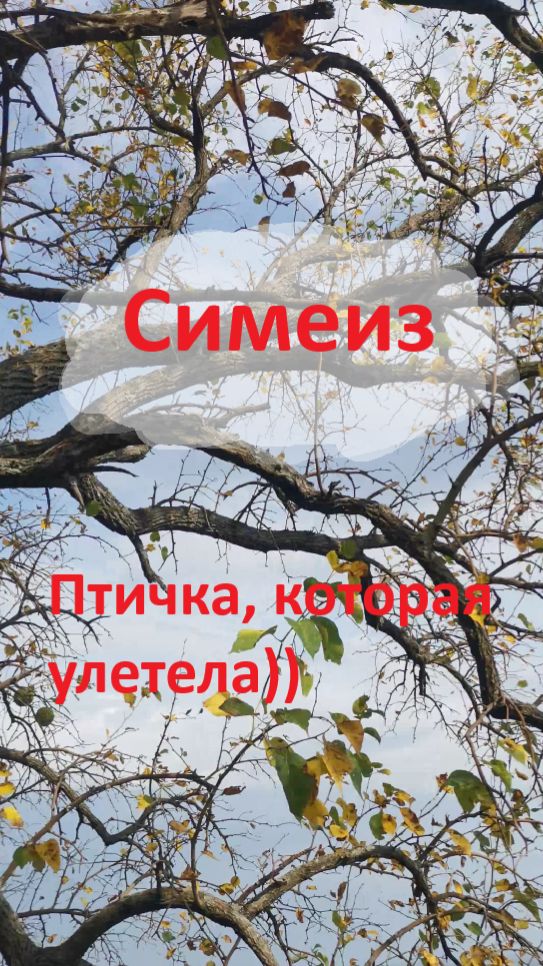 Симеиз, Крым, Россия - Птичка, которая улетела))
