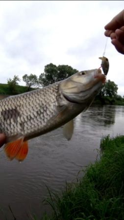 Вот и первый зачетный голавль на TsuYoki Fugaz SSR 36F. Ловля голавля на спиннинг.