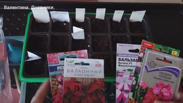 Посеяла просроченые семена цветов. Не выбрасывать же. Купила грунт.