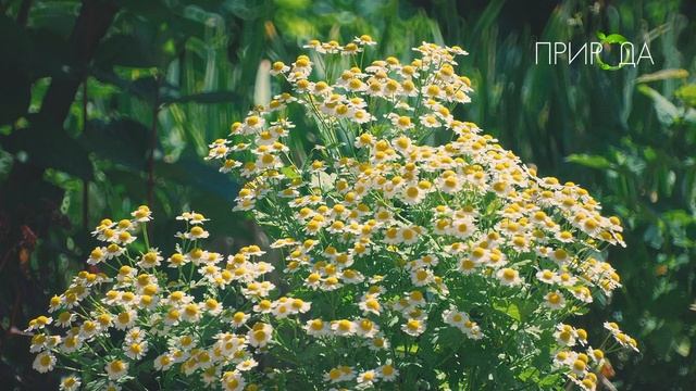 Природа. Пижма девичья