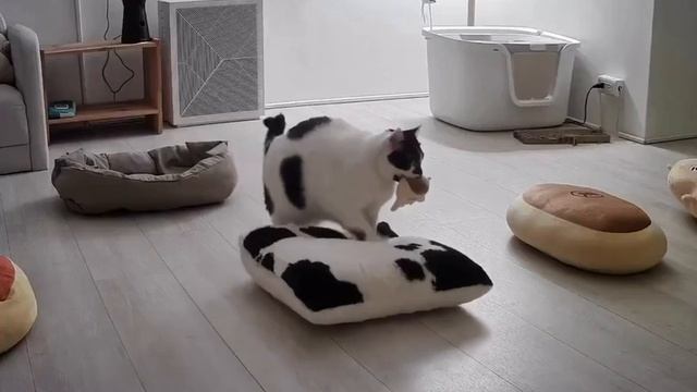 Ничего особенного, просто домашняя корова мнёт свои любимые лежанки