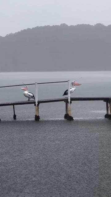 Пеликаны, живущие на солёных водоёмах, используют горловой мешок для добычи пресной воды во время до