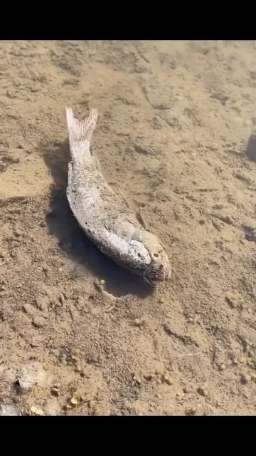 Как оживает замороженный карась в воде