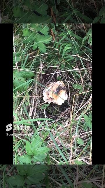 Ленобласть. Хвойное. 22.08.2024. Грибы-свинушка