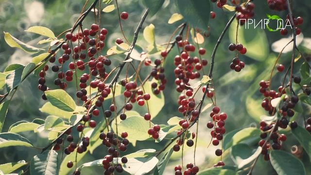 Природа. Черемуха