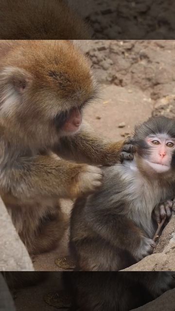 Малыш Панч из японского зоопарка нашёл себе друга