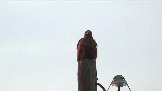 Мой друг коршун