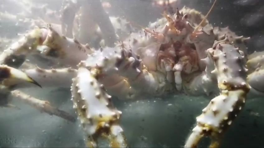 А вы видели настоящих крабов?