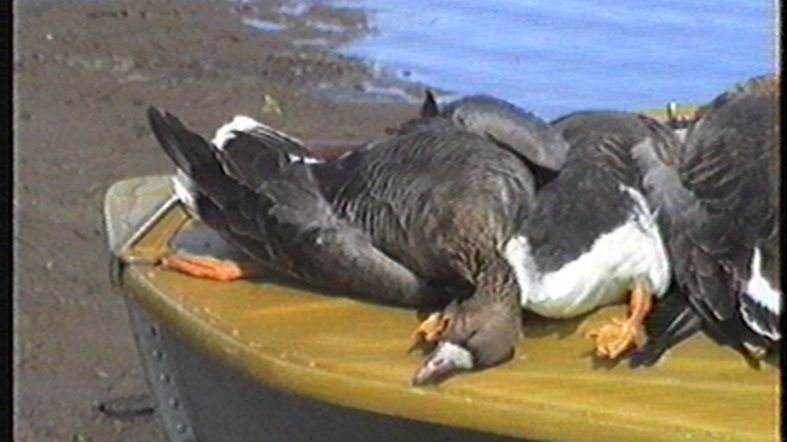 Охота на гусей. Закемас, весна 2007. 2 серия.