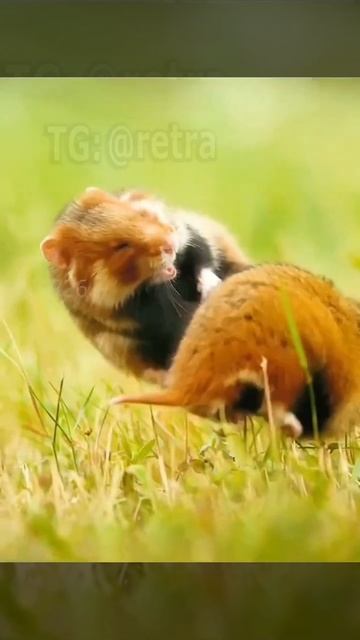 Драка хомяков — это очень эпичное зрелище