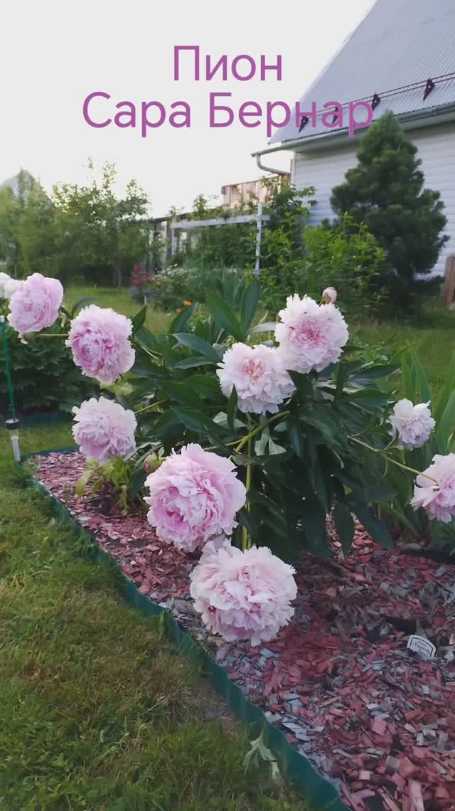 Пион Сара Бернар. #пионСараБернар, #пион, #травянистыйпион, #старинныйсорт, #сарабернар, #надаче