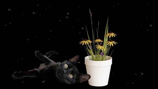 Ночь в деревне. Звуки деревенской ночи