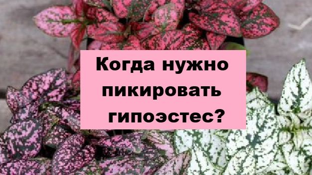 Пикирую ГИПОЭСТЕС после появления типичной окраски листьев
