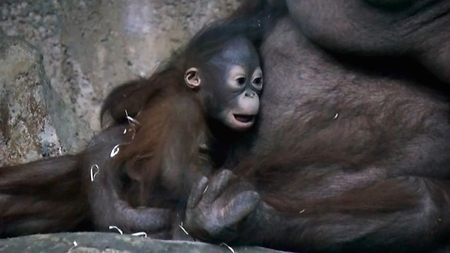 Мама  Мишель с большой любовью относится к своей дочке Бушель.