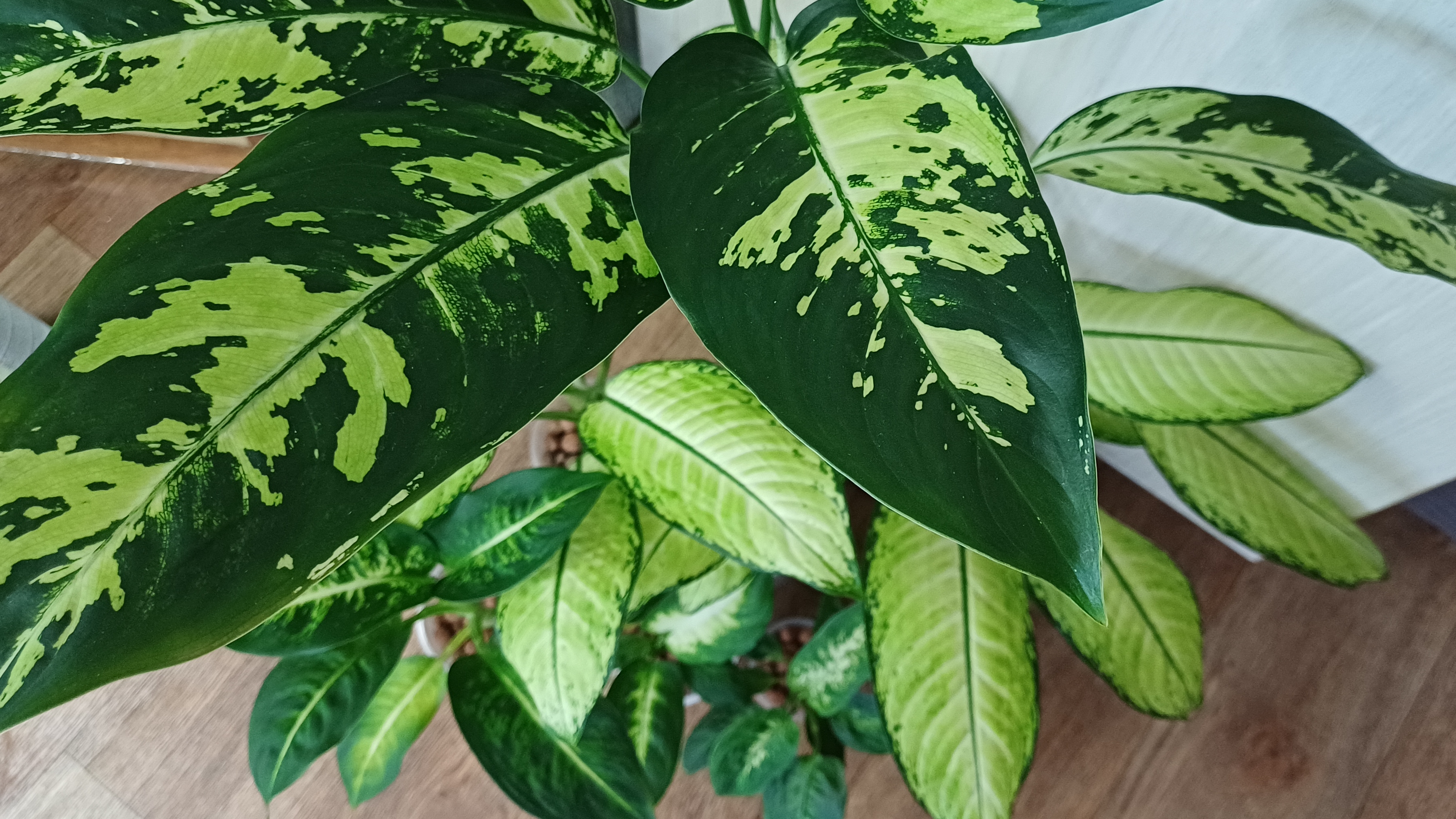 Комнатные растения🌿❤️ Диффенбахии☀️