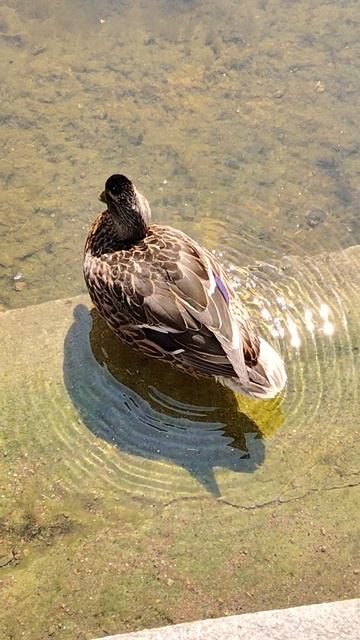 Утка у Китайской беседки. Екатерининский парк. город Пушкин