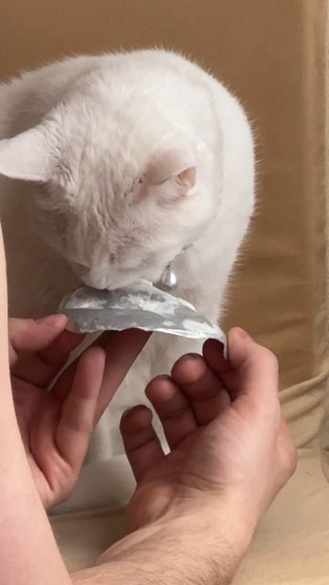 Милка лакомится сметанкой