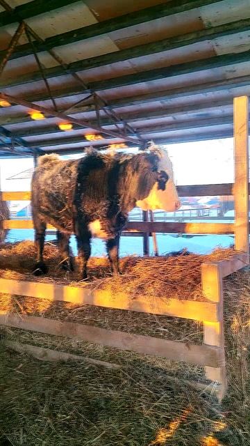 Мисс Мкрн: первые "королевские" выходки 👑**