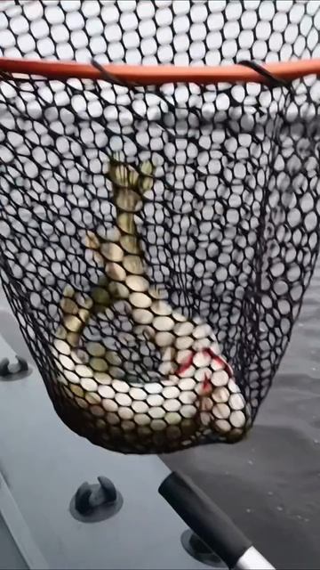 Когда щуки не клюют на спиннинг, они клюют сами