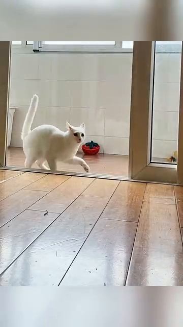 🔥 ТОП смешных котов! Подборка угара 🐈😂