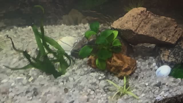 Запуск аквариума на 70 литров.