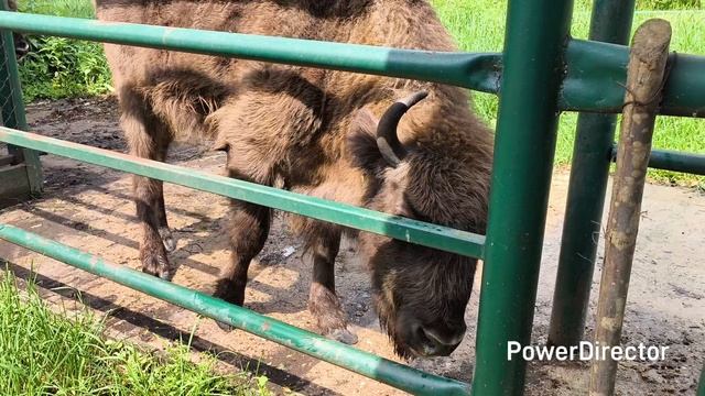 Московская обл. Приокский заповедник 14.06.25 г.