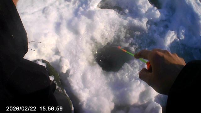 Рыбалка на безмотылку🎣 Пробурил очень много лунок, соблазнял Окуня на безмотылку🎣