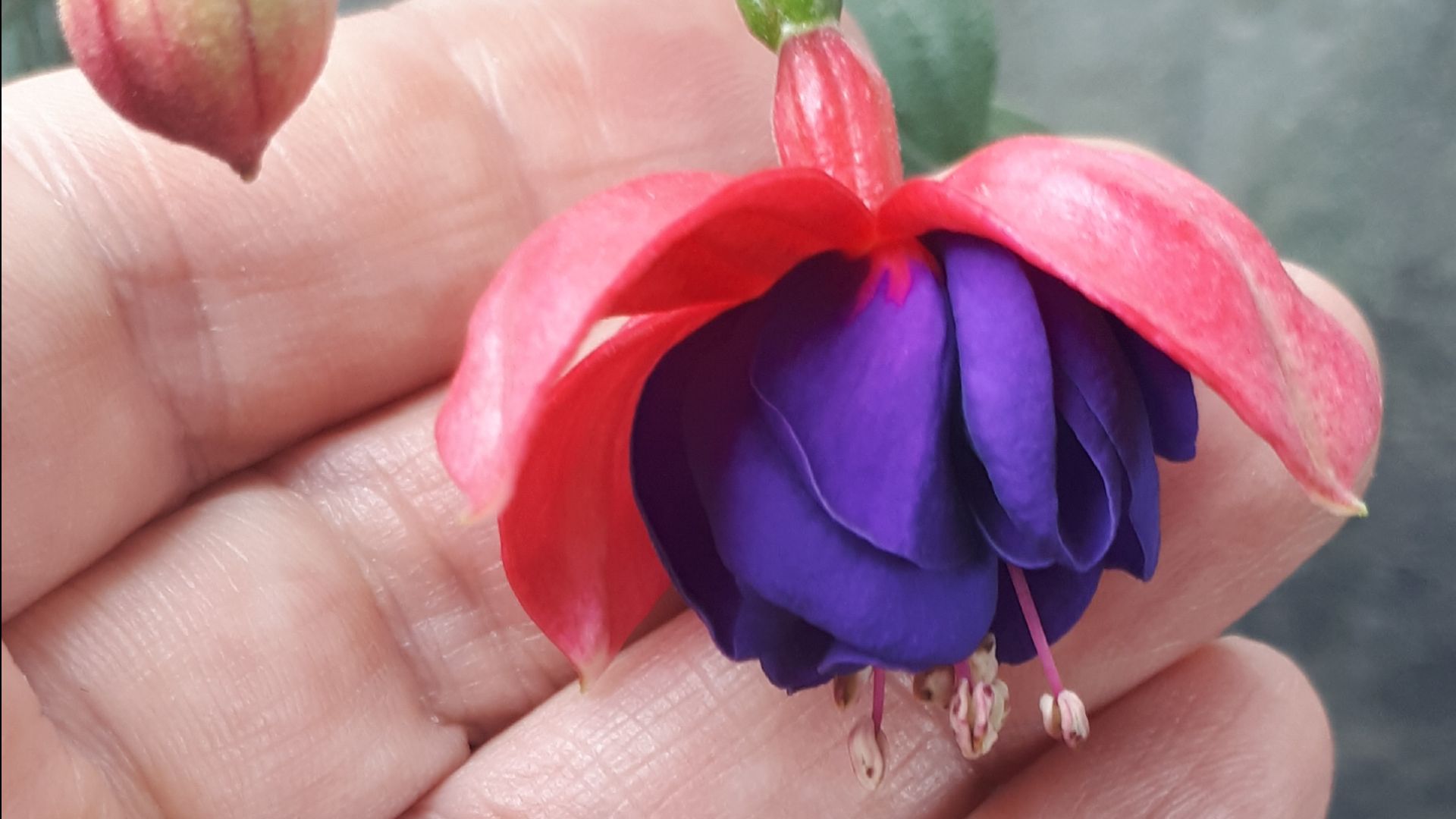 23. Jollies Trailling Colmar кустовая фуксия.