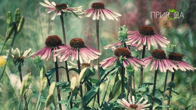 Природа. Эхинацея пурпурная_9
