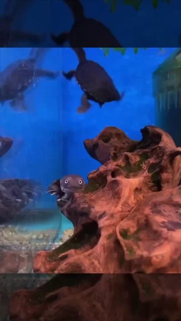 Австралийские змеиношеие черепахи