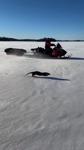 Выдра бегает по снегу