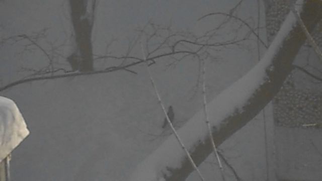 Серая ворона на снегу 515848451. DSCN7476