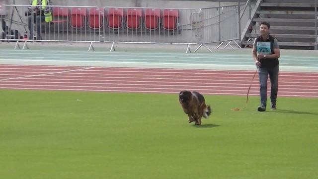 BSZS 2019 Sastor v Huhnegrab VA13