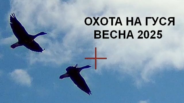 Охота на гуся в Архангельске весной 2025. Только налеты и выстрелы на камеру ShotKam. #4.