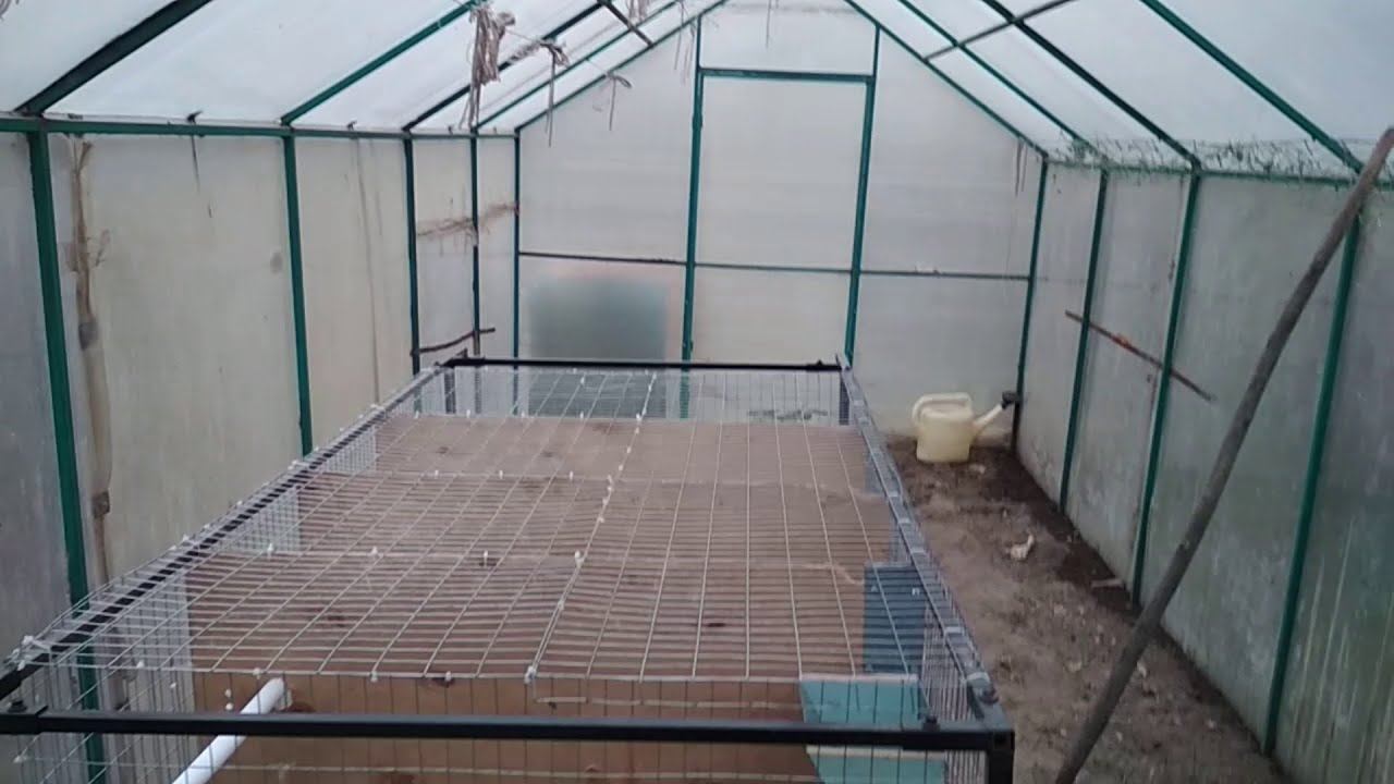 Кролики в теплице 2 й сезон ! Начало !!!