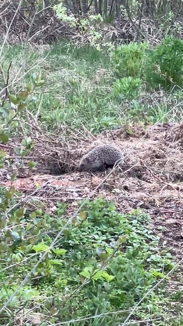 У нас новый гость