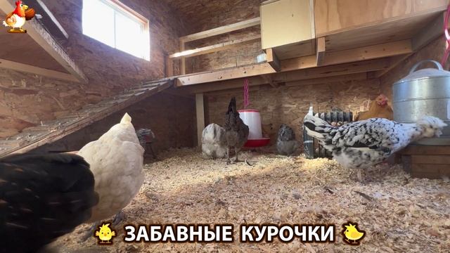 Забавные курочки несушки на сельском подворье 🤗😂😜 (114)