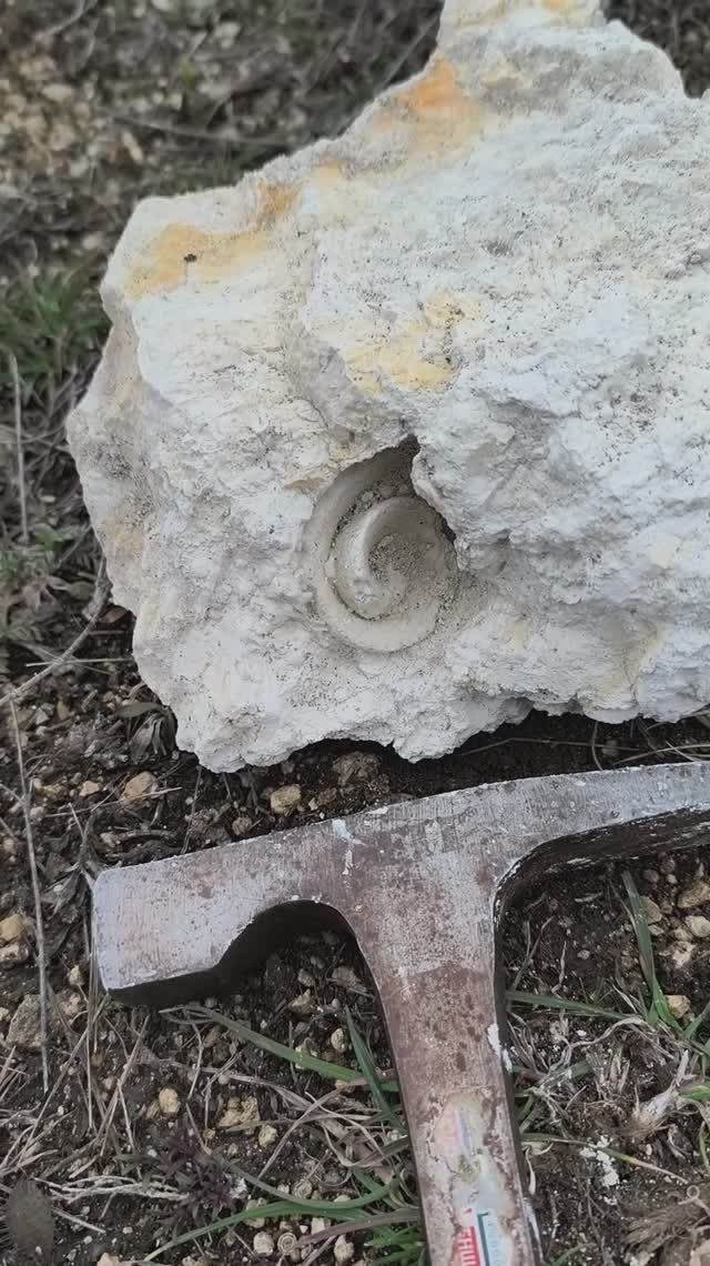 Ещё кусок Стромбуса Крым Эоцен