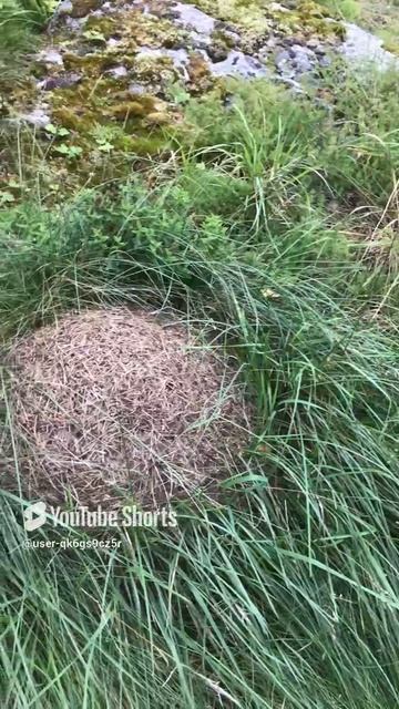 Ленобласть. Хвойное. 23.06.2024.  Муравейники на поляне леса