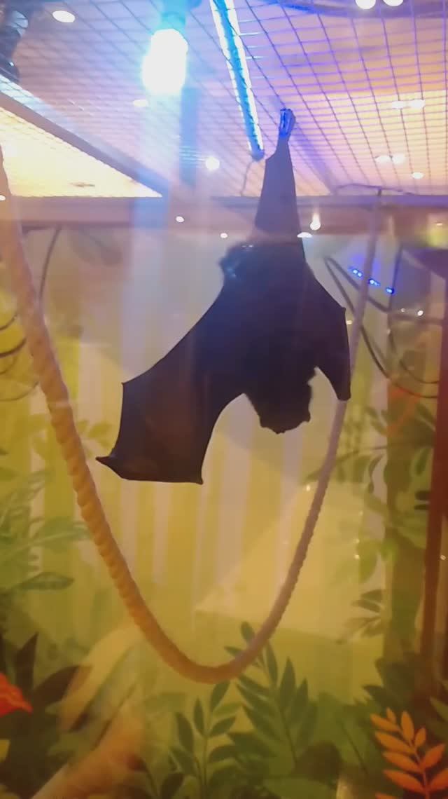 Зооландия, выставка экзотических животных 22-29.01.2026