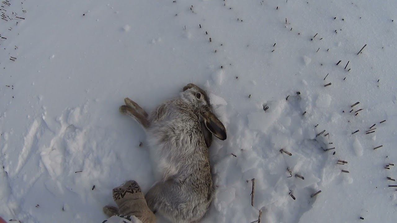 ОХОТА на ЗАЙЦА 04.01.2022г